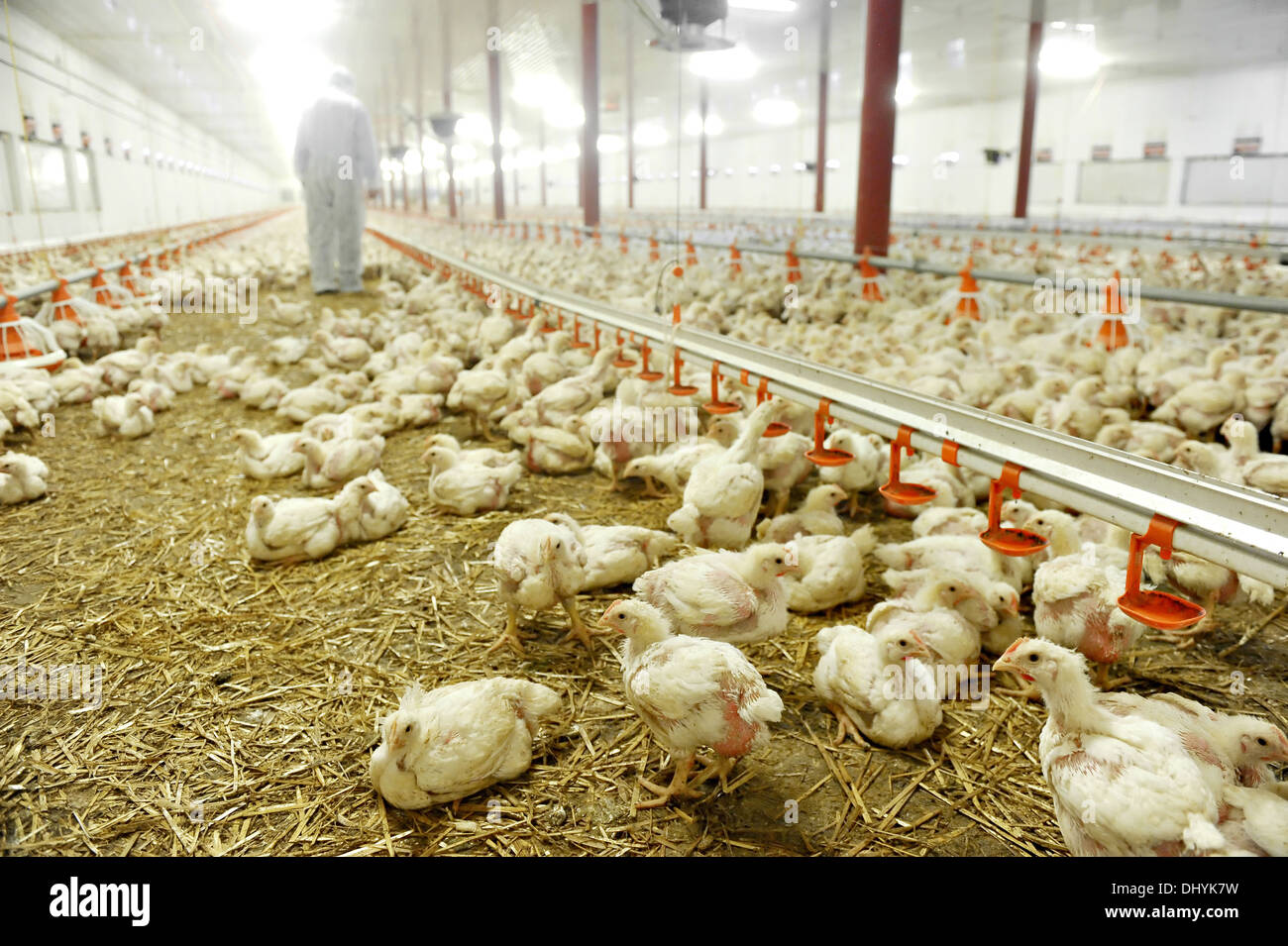 Poultry farm hi-res stock photography and images - Alamy