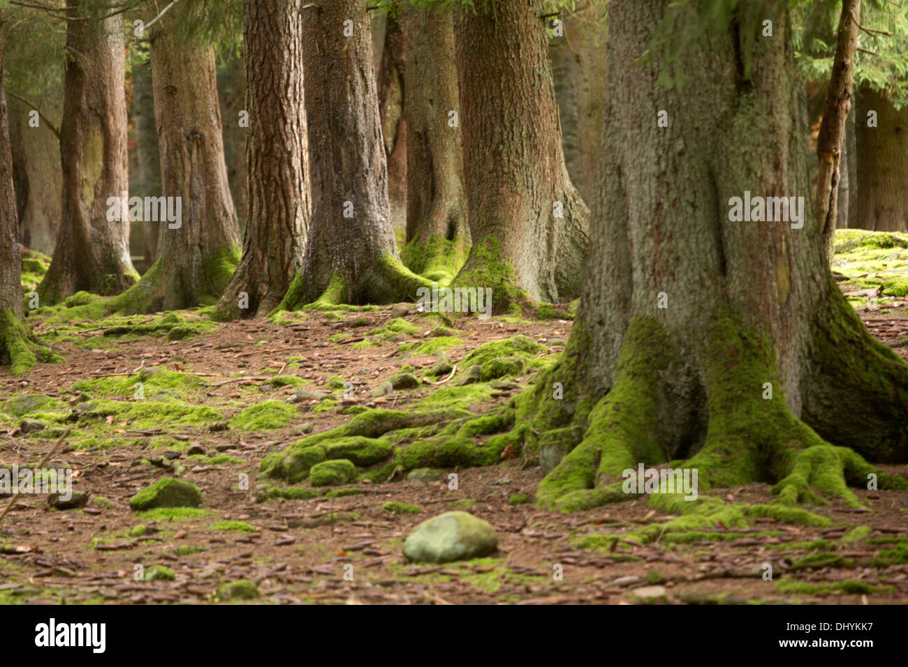 Moss landscape woods forest scenics hi-res stock photography and images ...