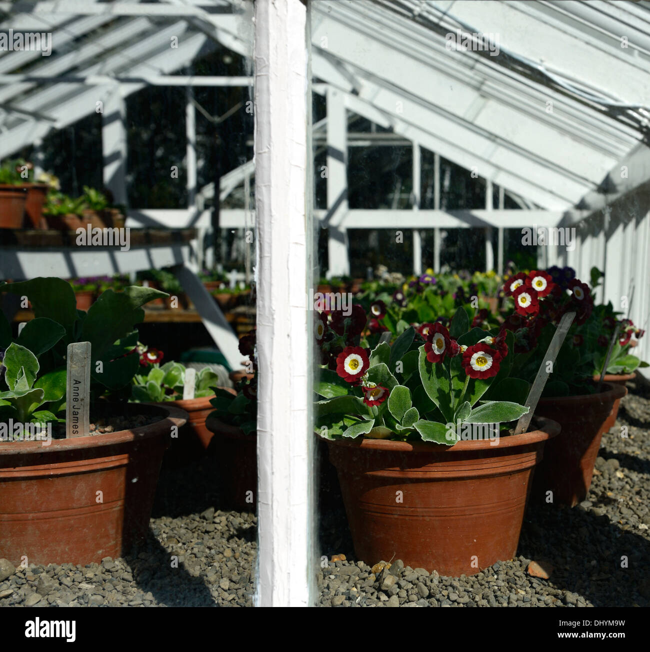 primula auricula display greenhouse tender plant talbot botanic gardens ...