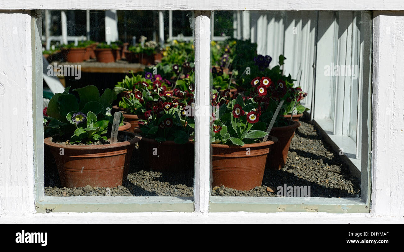 primula auricula display greenhouse tender plant talbot botanic gardens ...