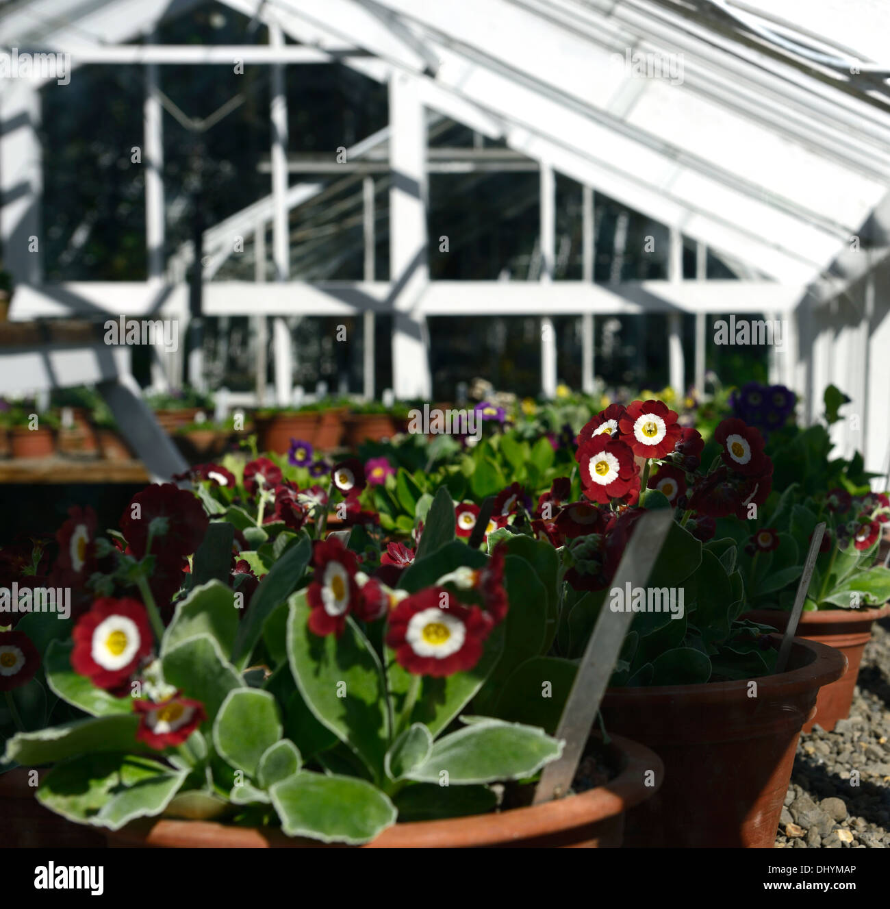 primula auricula display greenhouse tender plant talbot botanic gardens ...