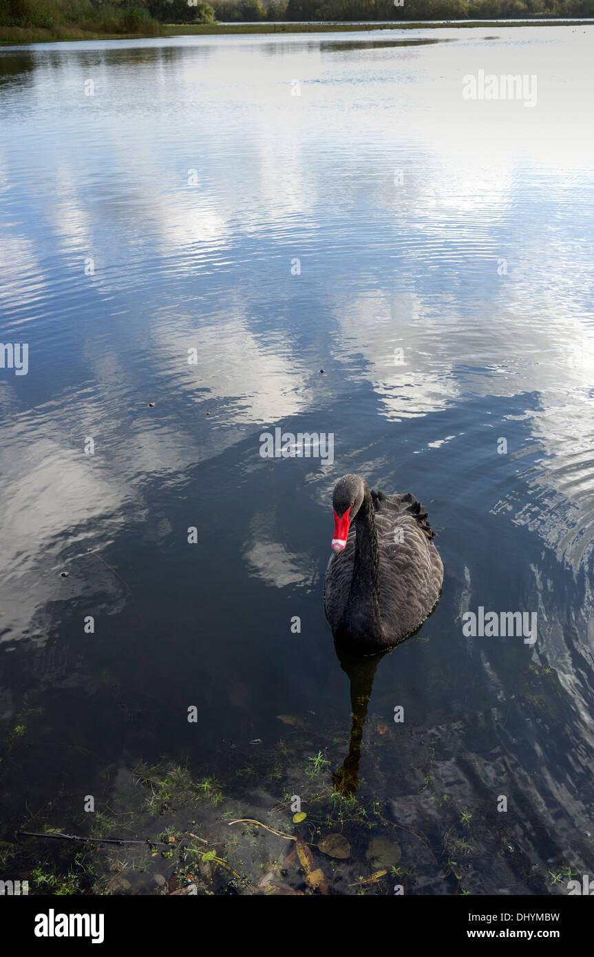 Single Black Swan at Spade Oak lake Marlow Bucks UK Stock Photo - Alamy