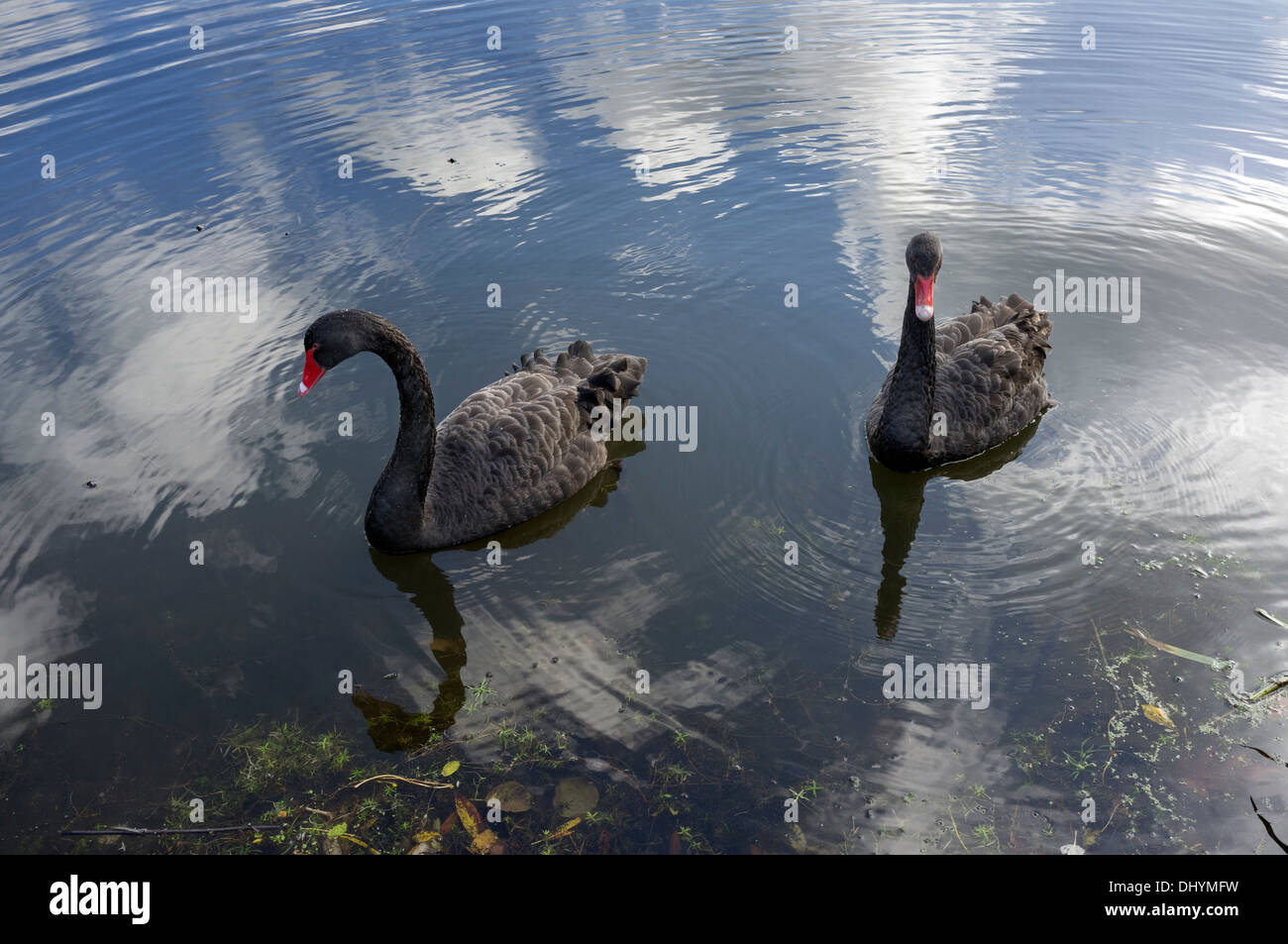 A pair of Black Swans at Spade Oak lake Marlow Bucks UK Stock Photo - Alamy