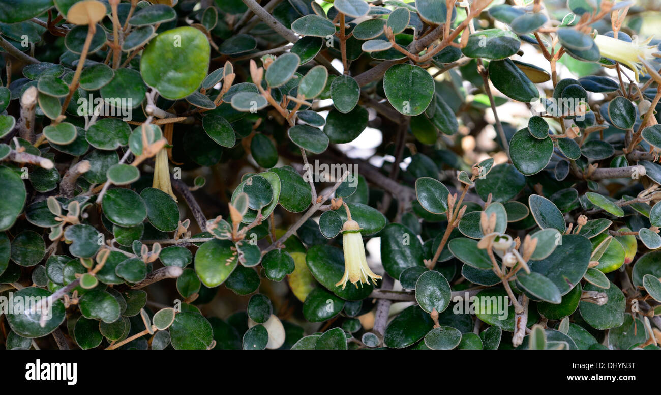 White correa plant hi-res stock photography and images - Alamy