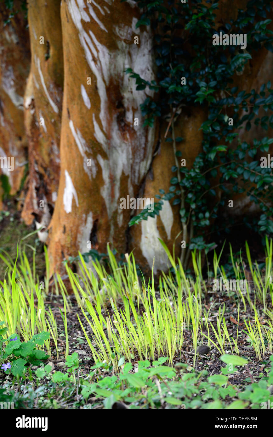 luma apiculata chilean myrtle tree bark peel peeling crocosmia foliage ...