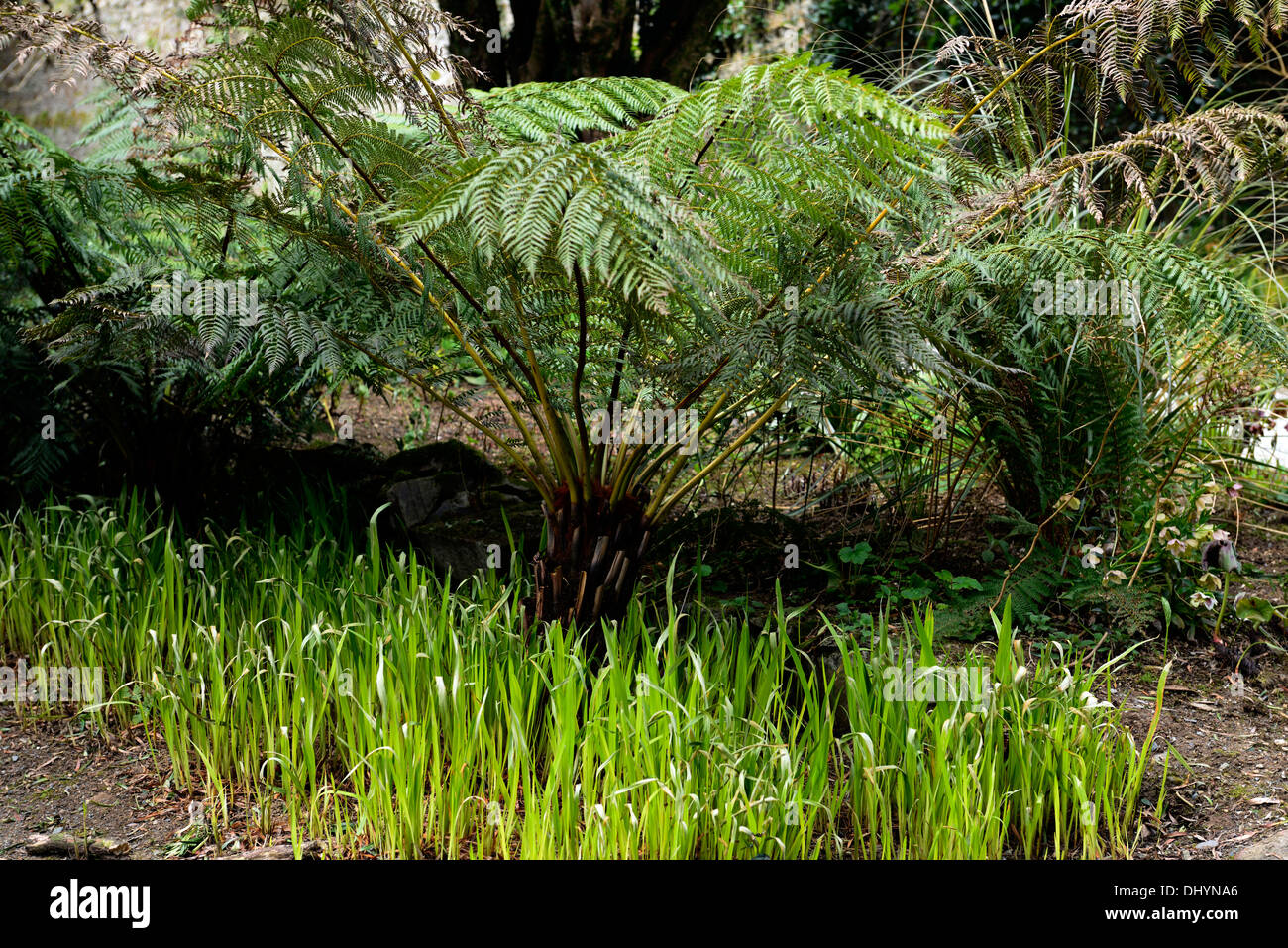 Dicksonia Antarctica tree fern ferns crocosmia foliage leaves new ...