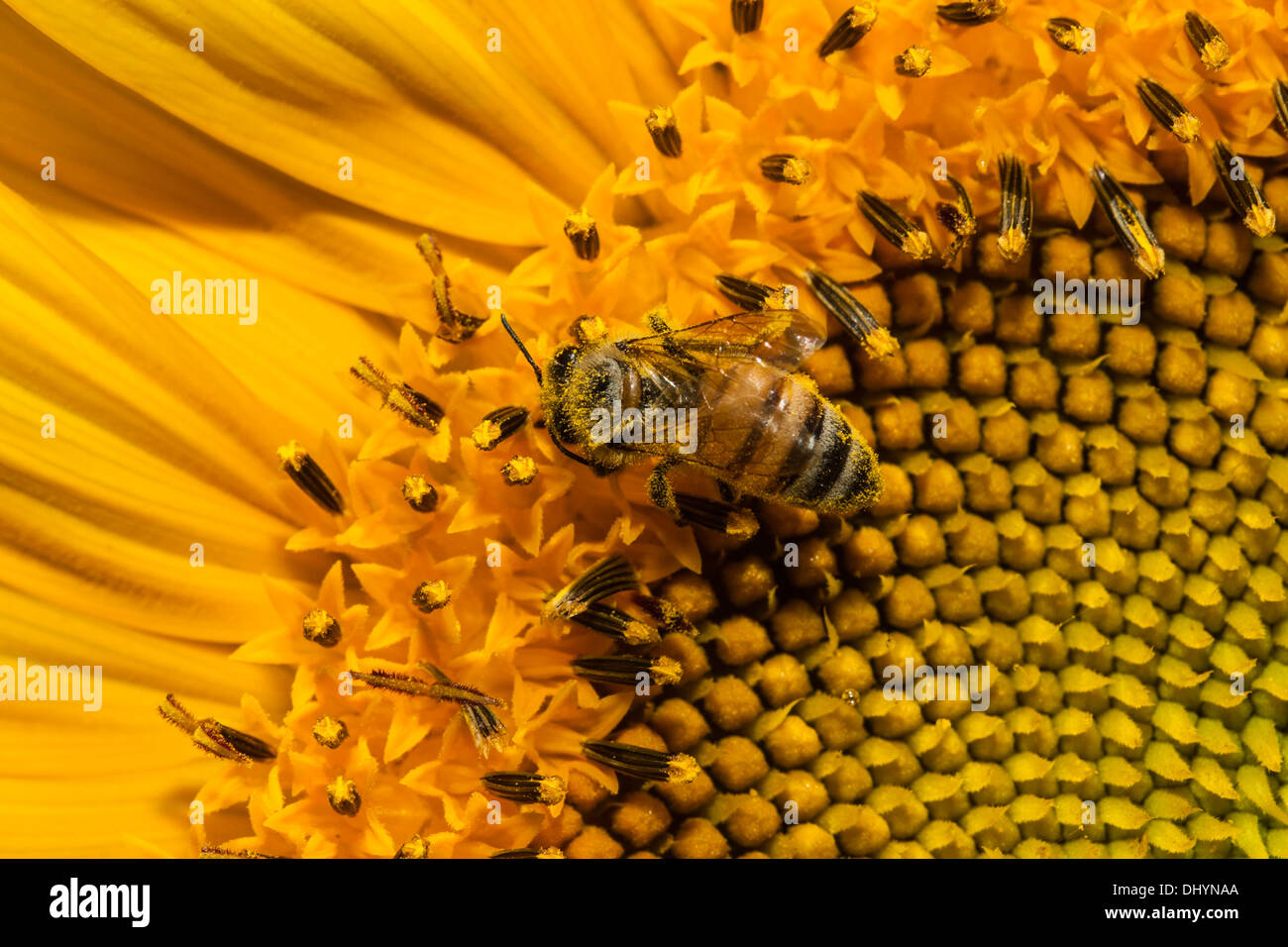 Macro shot of a honey bee on a Sunflower Stock Photo - Alamy