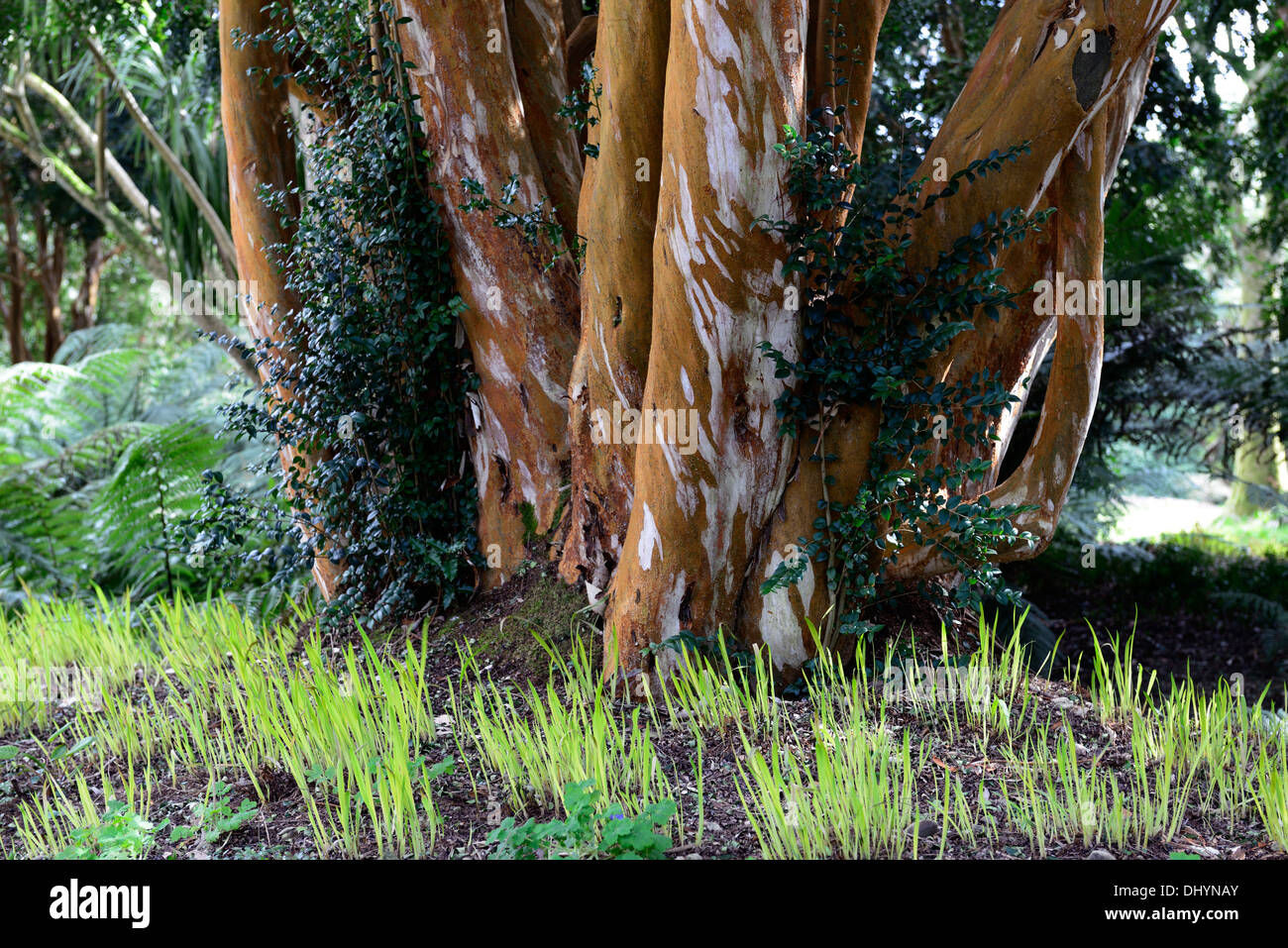 luma apiculata chilean myrtle tree bark peel peeling crocosmia foliage ...