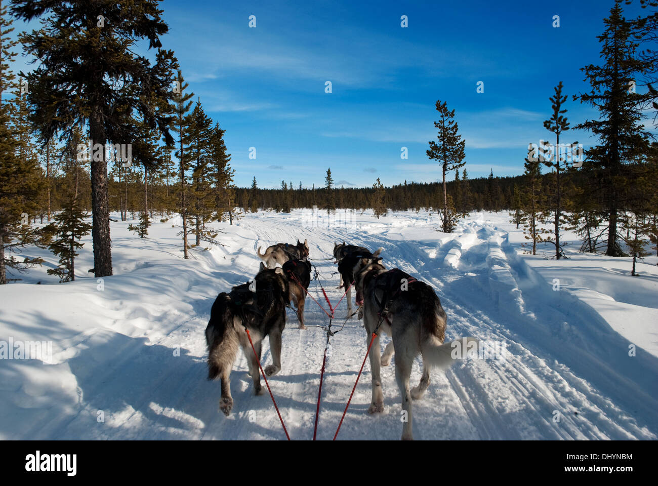 Tundra Transport - dogs running through the landscape pulling a sled ...