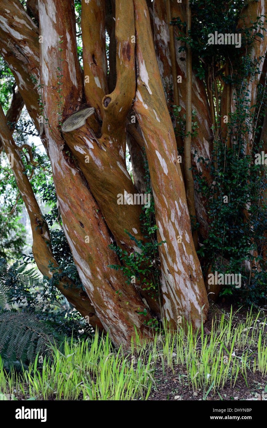 luma apiculata chilean myrtle tree bark peel peeling crocosmia foliage ...