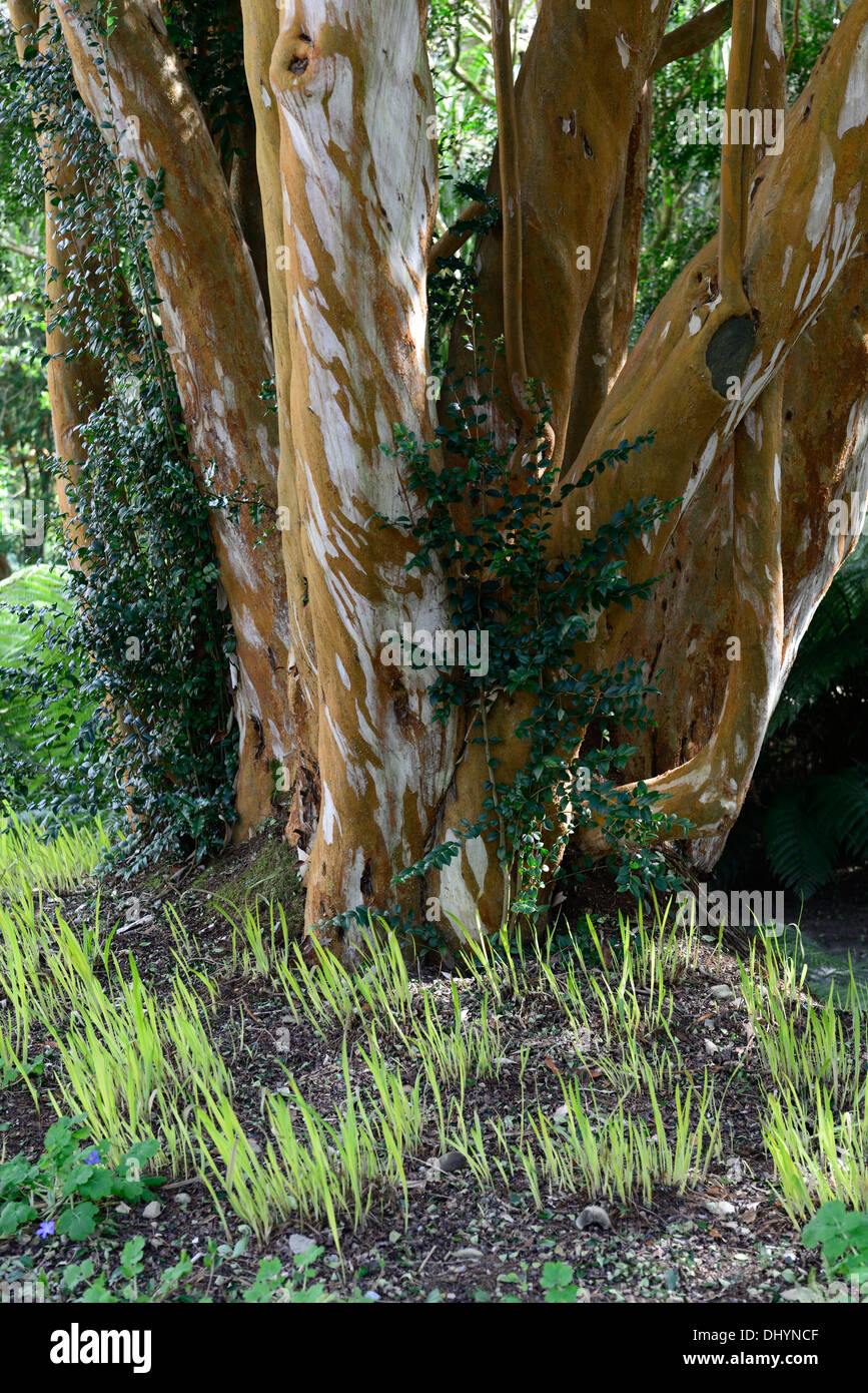 luma apiculata chilean myrtle tree bark peel peeling crocosmia foliage ...
