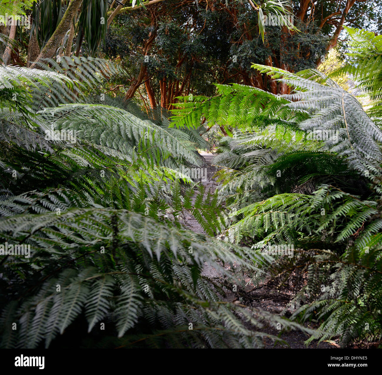 Dicksonia Antarctica tree fern ferns luma apiculata chilean myrtle ...