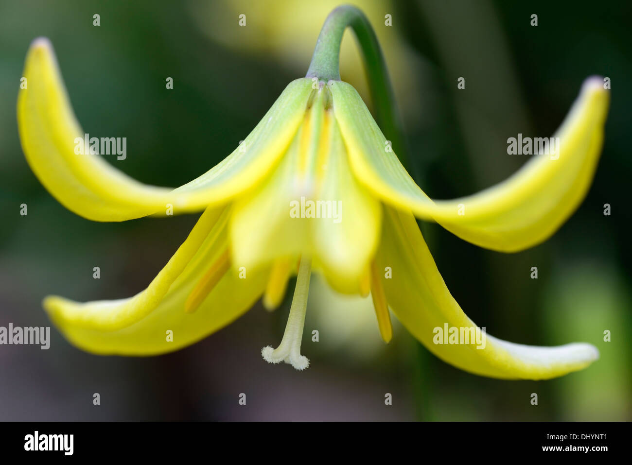 erythronium pagoda fawn lily dogstooth violet spring yellow flowers ...