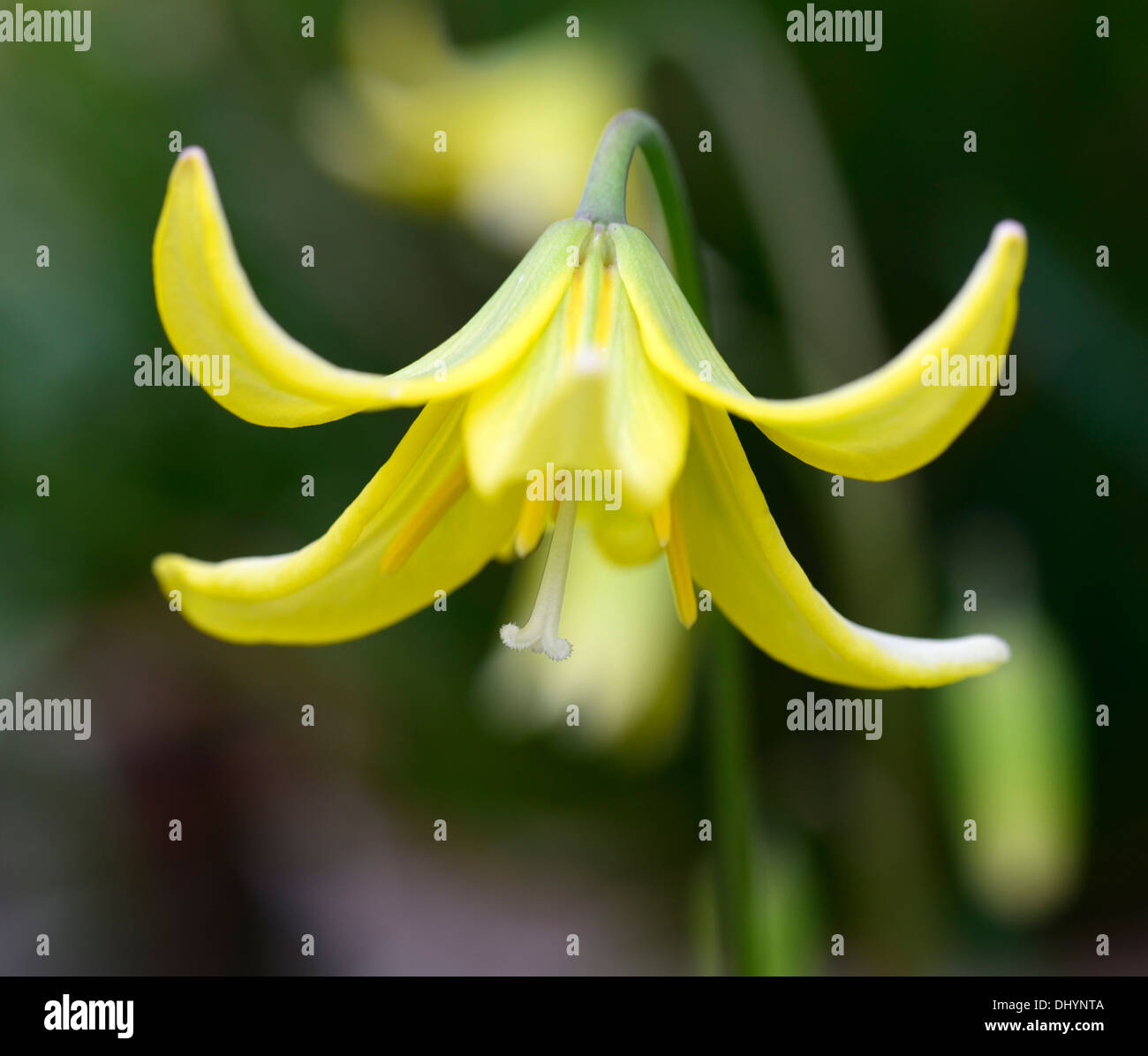 erythronium pagoda fawn lily dogstooth violet spring yellow flowers ...