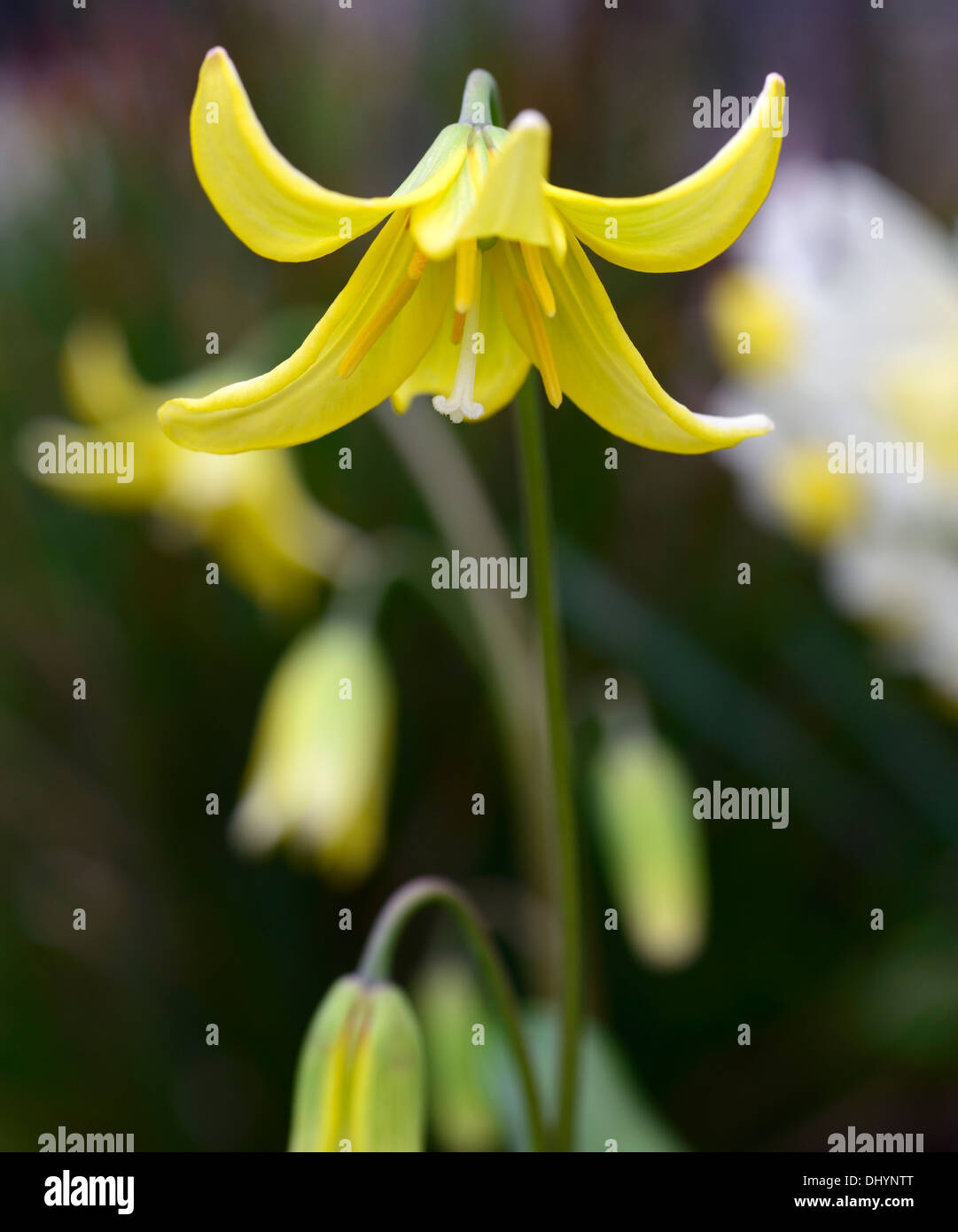 erythronium pagoda fawn lily dogstooth violet spring yellow flowers ...