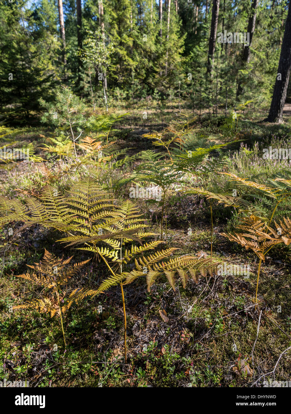 Roztocze – the magic place in Poland Stock Photo - Alamy