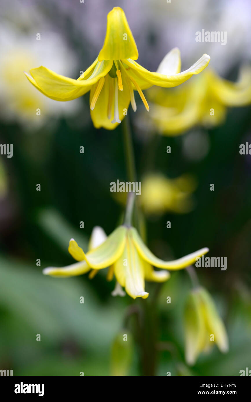 erythronium pagoda fawn lily dogstooth violet spring yellow flowers ...