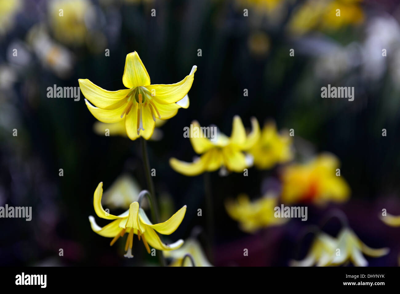erythronium pagoda fawn lily dogstooth violet spring yellow flowers ...