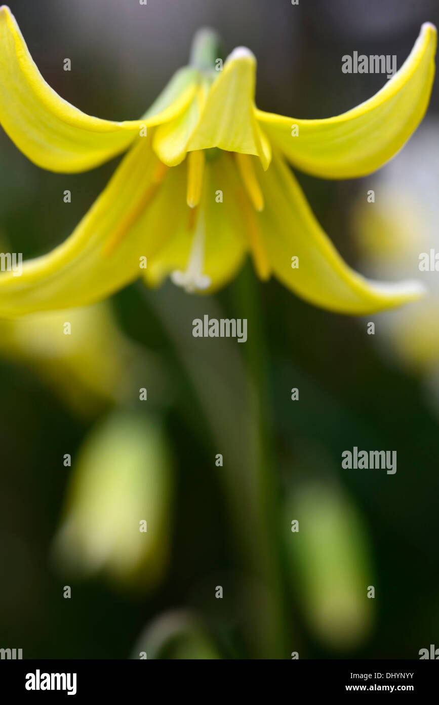 erythronium pagoda fawn lily dogstooth violet spring yellow flowers ...