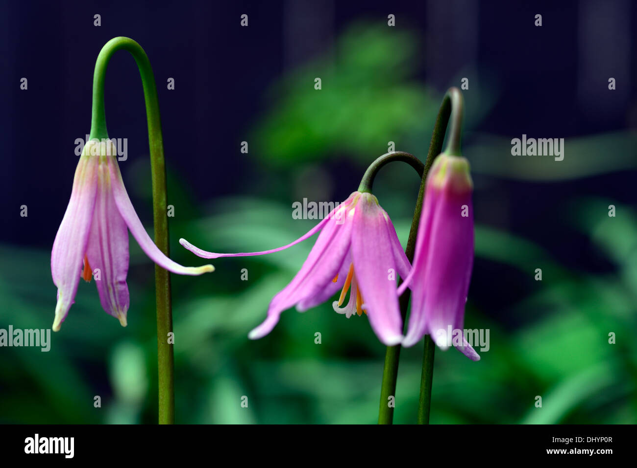 erythronium revolutum knightshayes pink fawn lily dogstooth violet ...