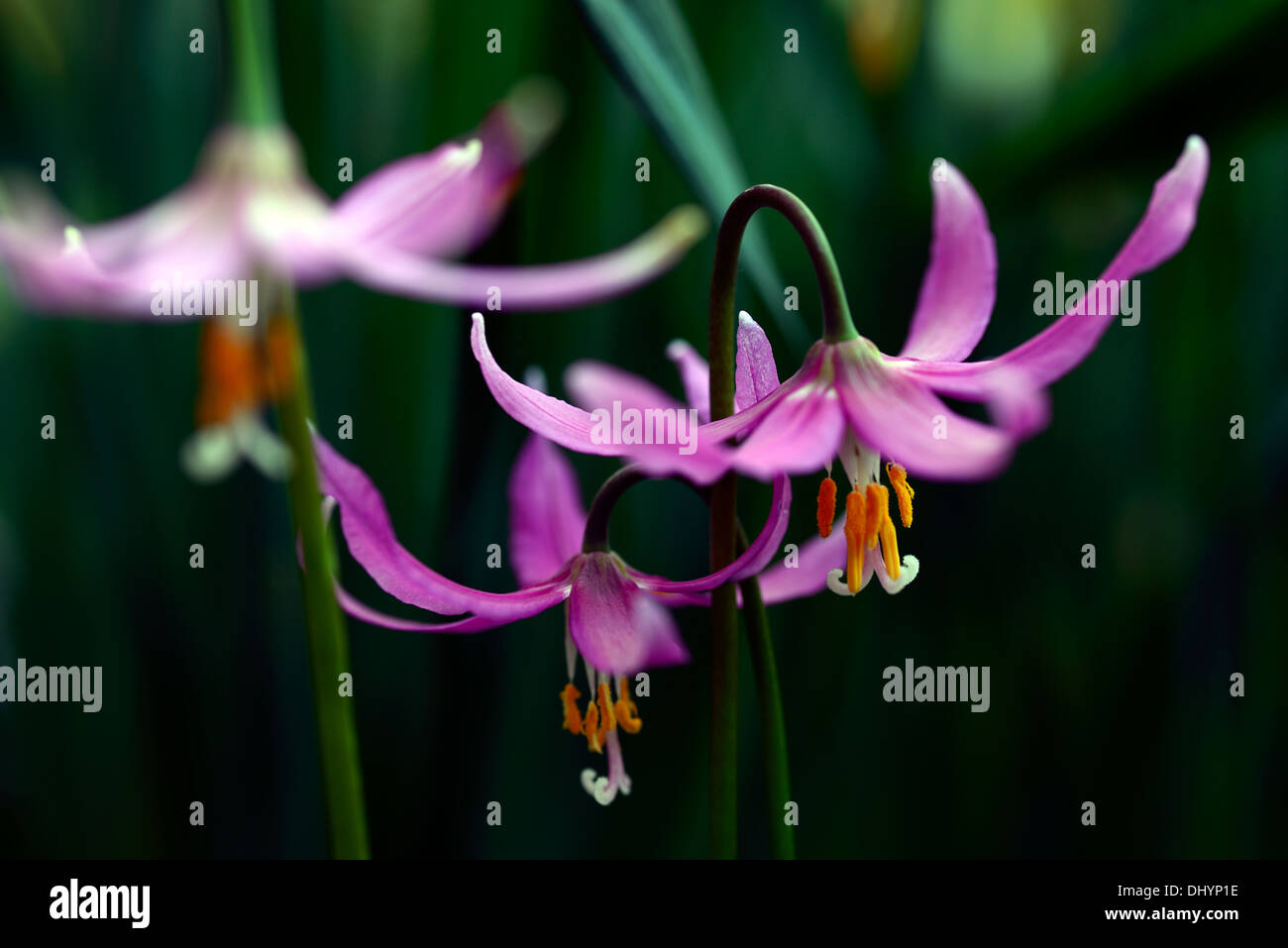 erythronium revolutum knightshayes pink fawn lily dogstooth violet ...