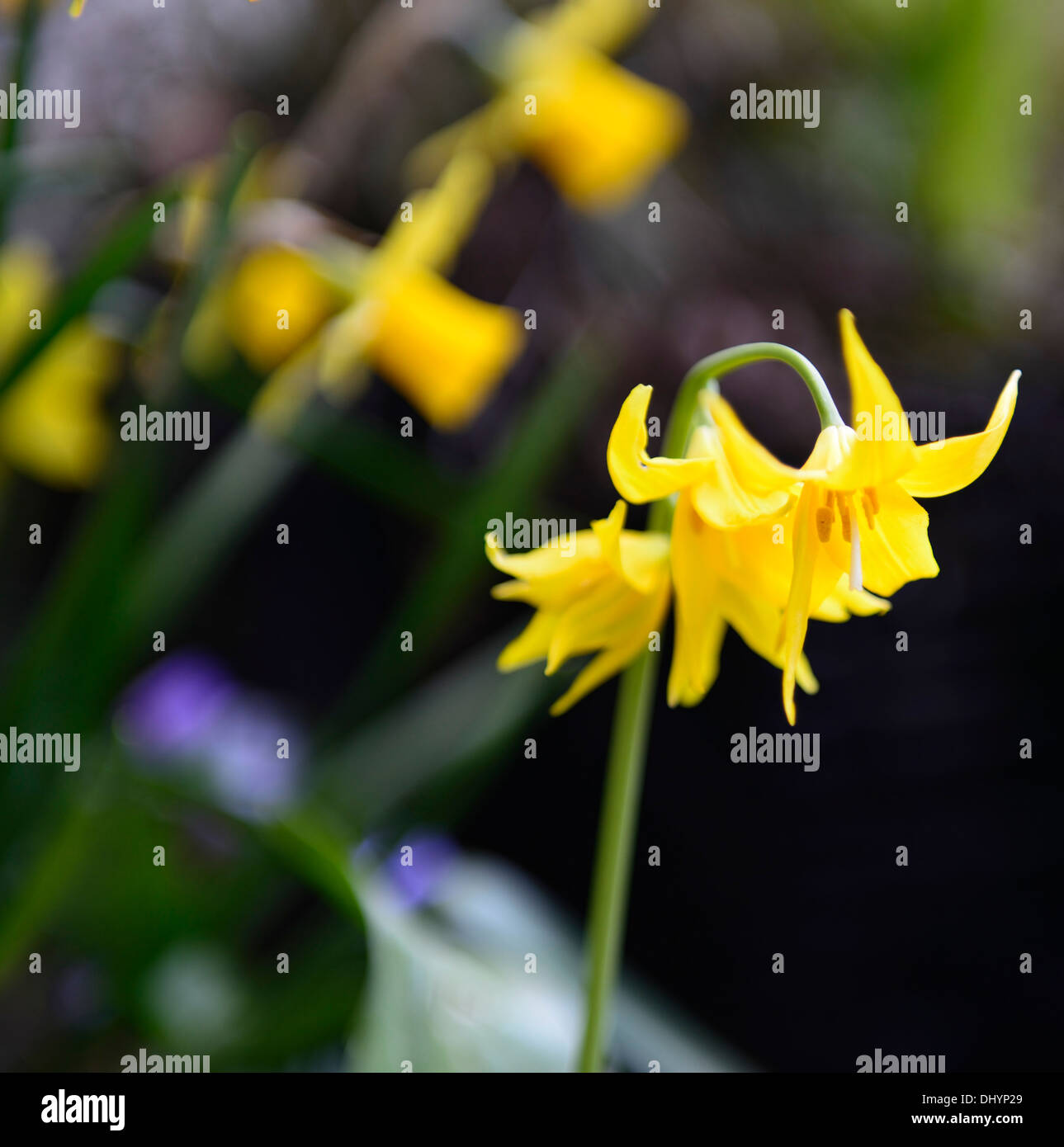 erythronium tuolumnense spindlestone fawn lily dogstooth violet spring ...