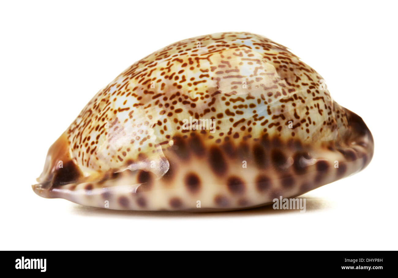 beautiful sea shell, isolated on white background Stock Photo - Alamy