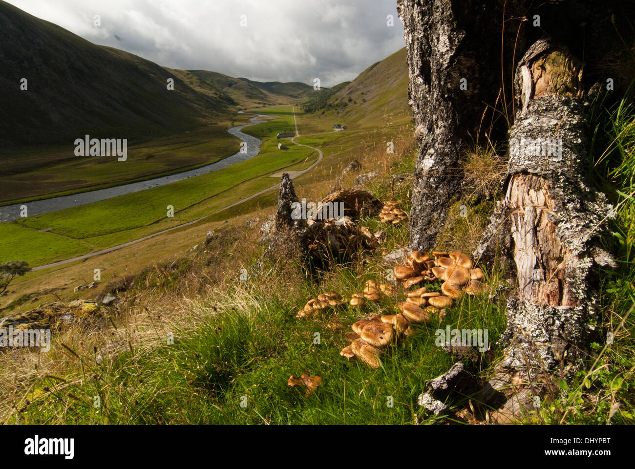 Landscape view of fingi growing on tree in a Glen Stock Photo - Alamy