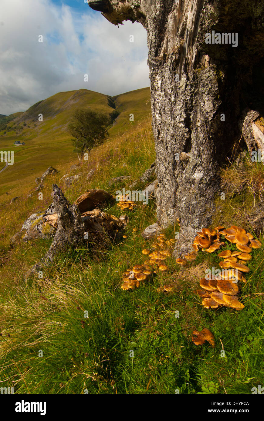 Portrait view of fingi growing on tree in a Glen Stock Photo - Alamy