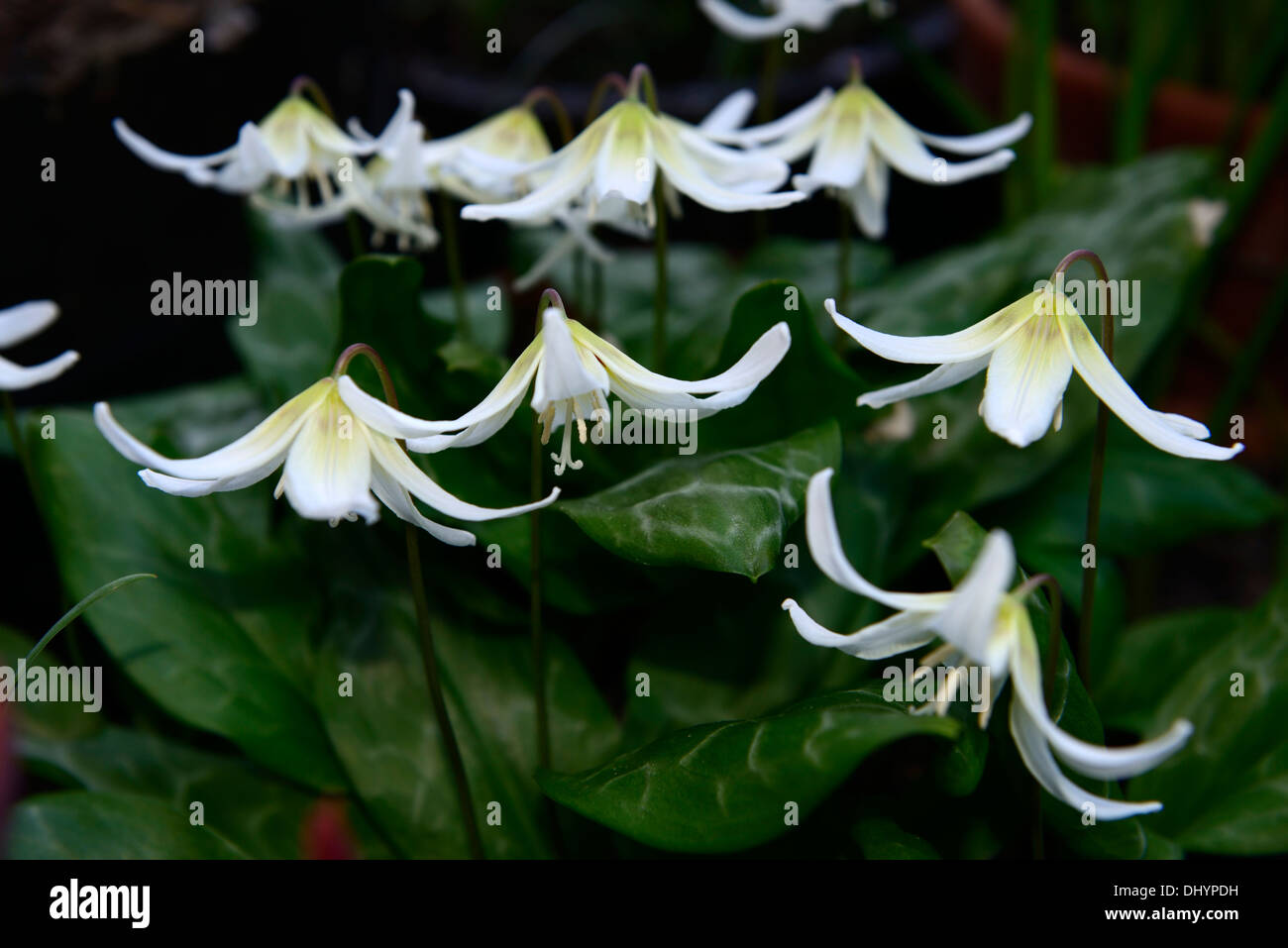 Dog’s tooth violet white beauty hi-res stock photography and images - Alamy