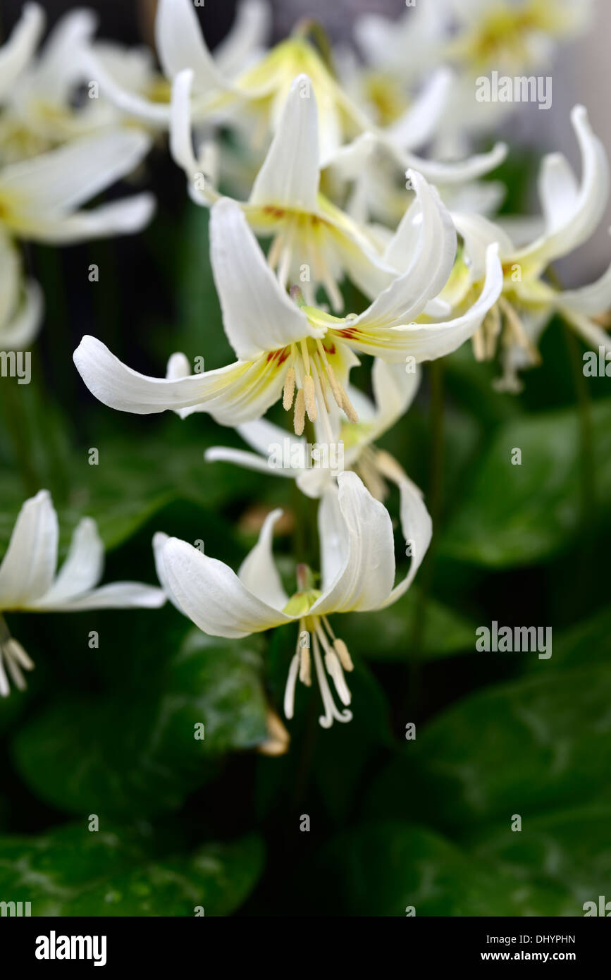 Dog’s tooth violet white beauty hi-res stock photography and images - Alamy