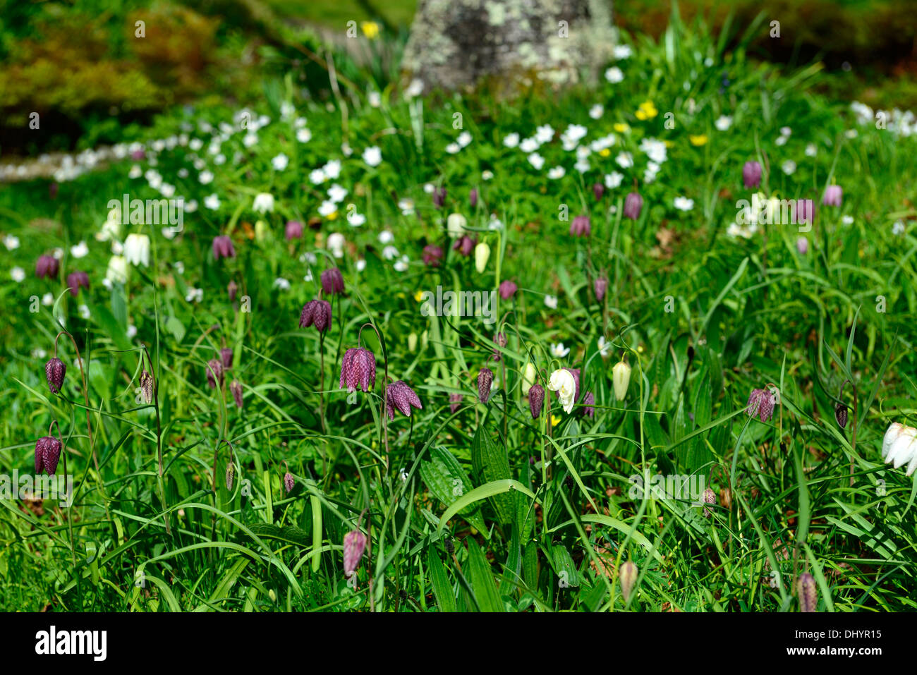 purple white fritillary fritillaria meleagris alba anemone nemorosa ...