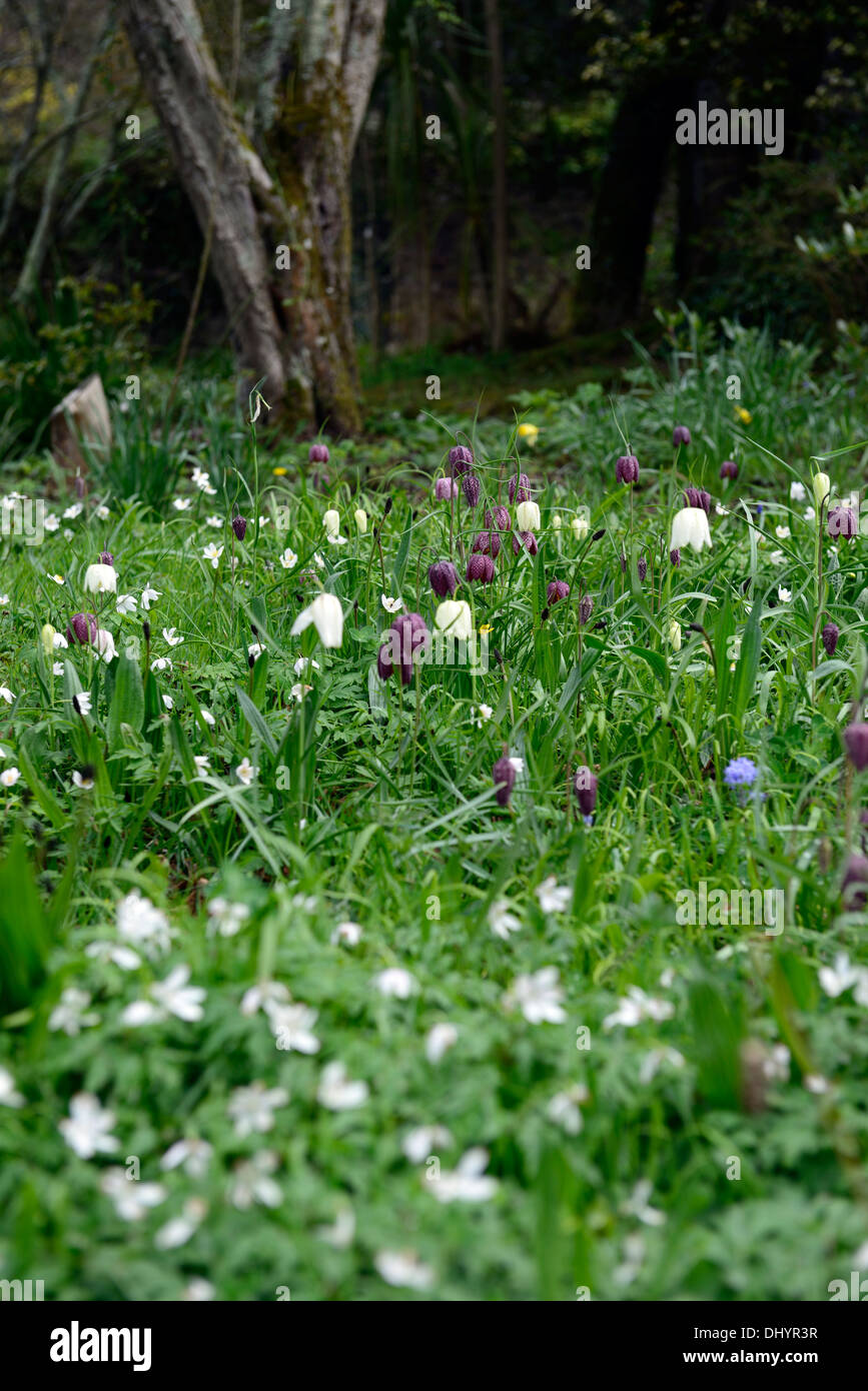 purple white fritillary fritillaria meleagris alba anemone nemorosa ...
