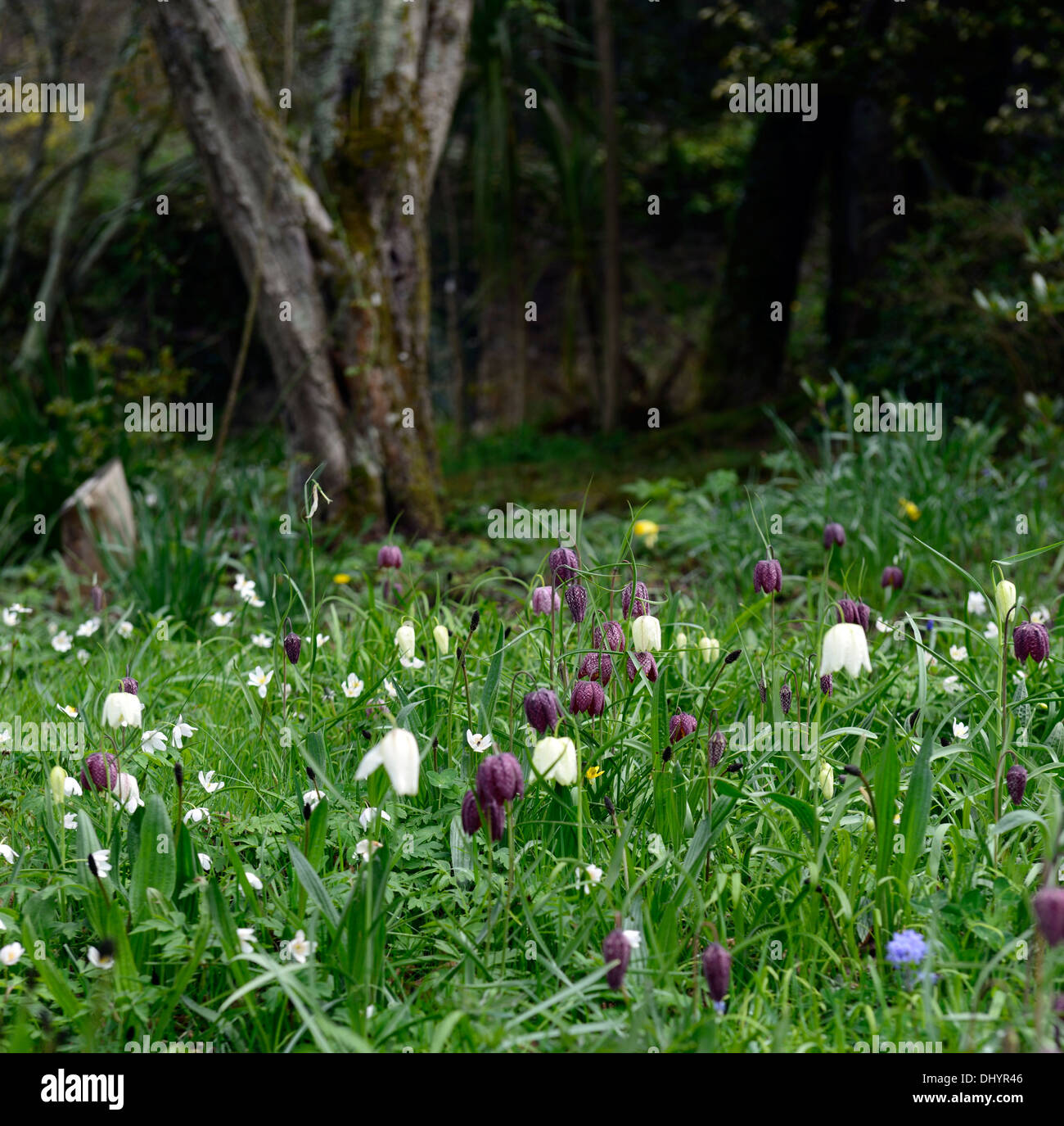 purple white fritillary fritillaria meleagris alba anemone nemorosa ...