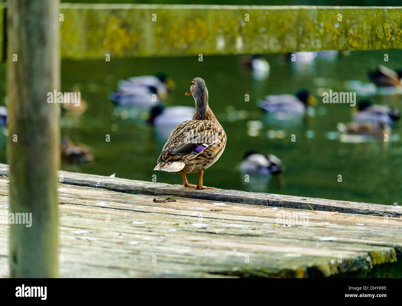 Mallard stand on the decking at Swanbourne lake, UK Stock Photo - Alamy