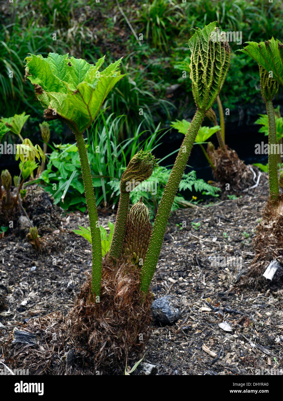 gunnera manicata leaves emerge emerging unfurl open opening spring ...