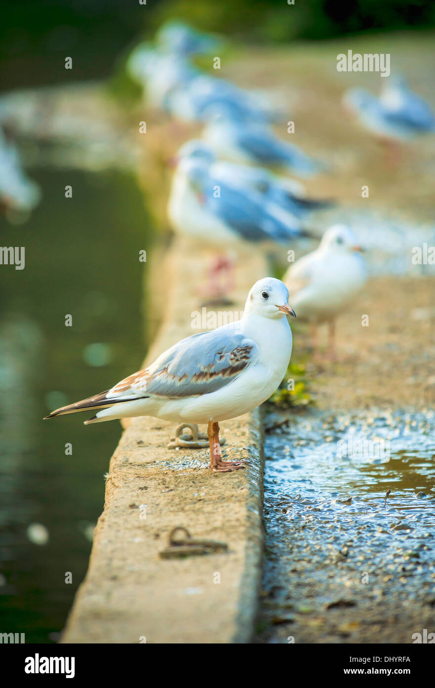 white gull billed bird Stock Photo - Alamy