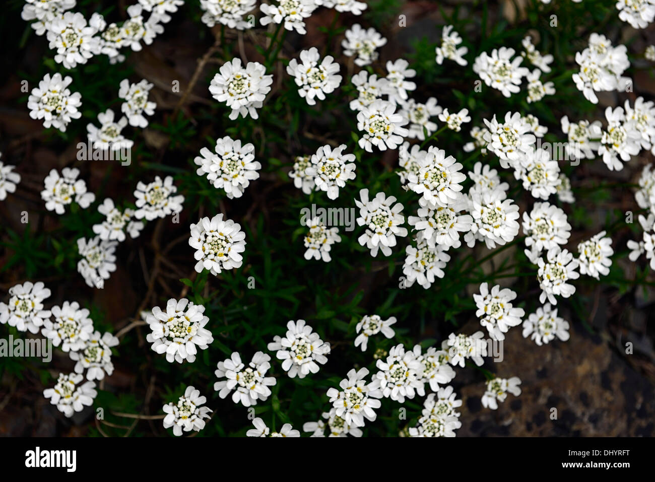 Iberis sempervirens purity Evergreen Candytuft white flowers flowering ...