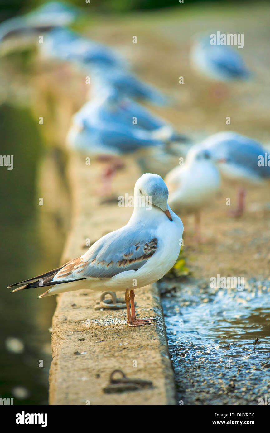 Gull billed terns hi-res stock photography and images - Alamy