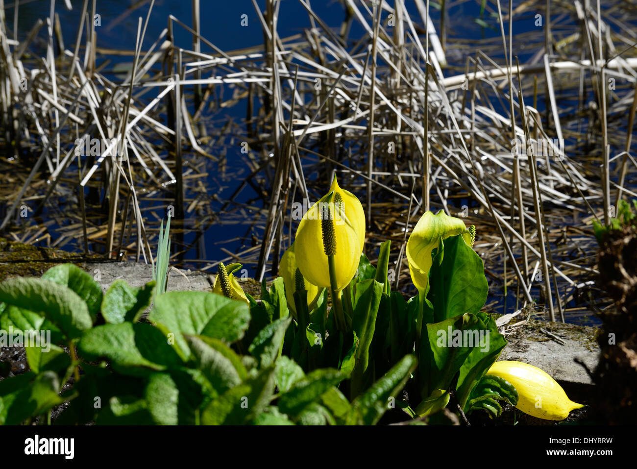 Lysichiton americanus yellow skunk cabbage flowers flowering bloom ...