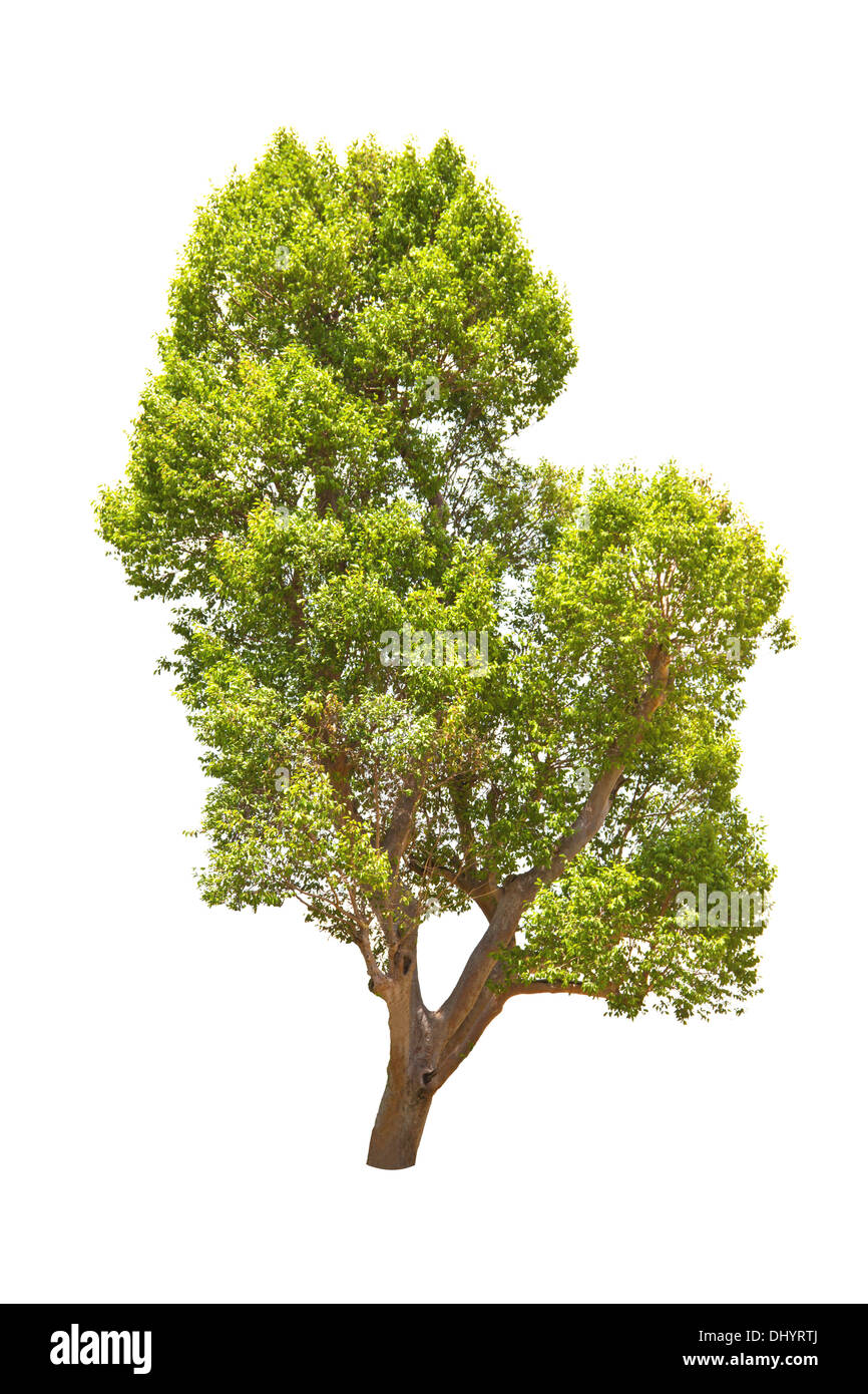 Irvingia malayana also known as Wild Almond, tropical tree in the ...