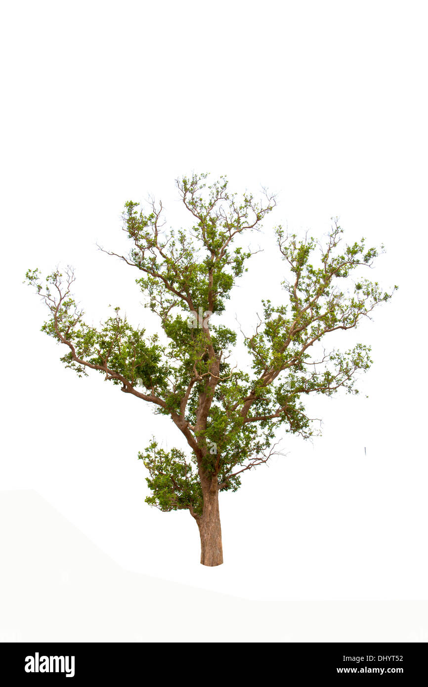 Irvingia malayana also known as Wild Almond, tropical tree in the ...