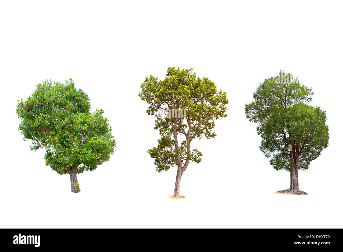 Irvingia malayana also known as Wild Almond, tropical tree in the ...