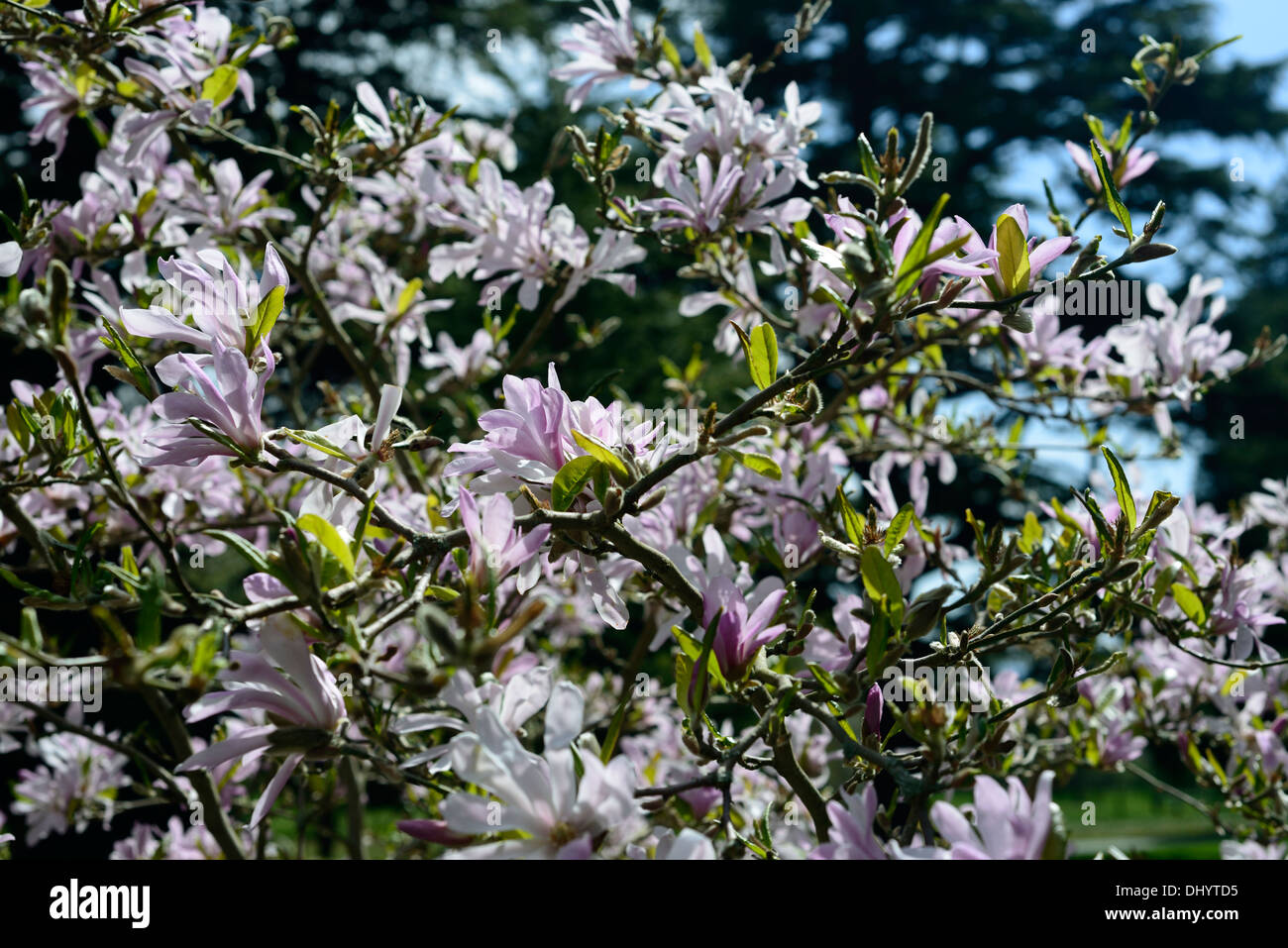 magnolia leonard messel pink white flowers flowering spring display ...