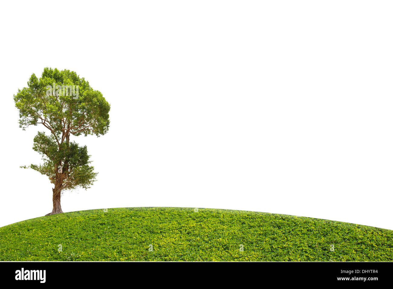 Irvingia malayana also known as Wild Almond, tropical tree in the ...