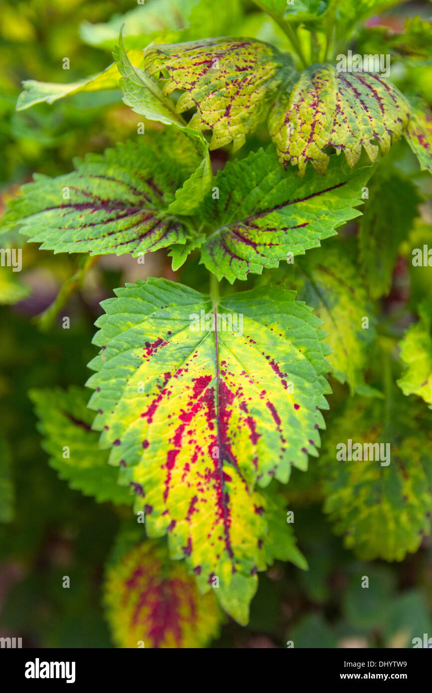 Colourful leaf hi-res stock photography and images - Alamy
