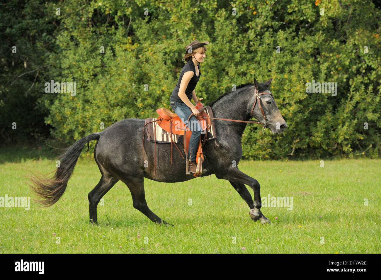 Riding western style on back of a Connemara pony Stock Photo - Alamy