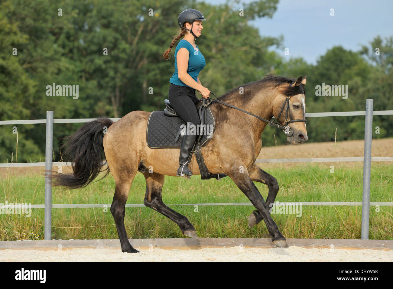 Dressage riding on a Connemara pony stallion cantering Stock Photo - Alamy