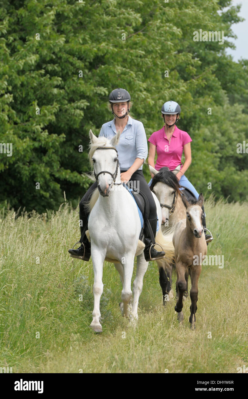 Ride on walking horses hi-res stock photography and images - Alamy