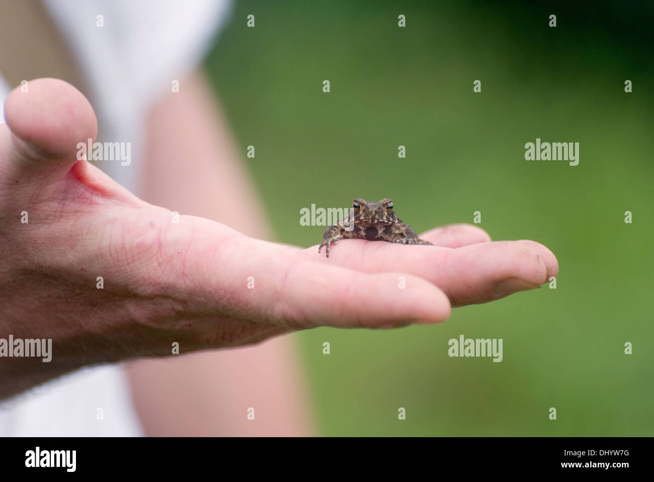 Man holding small frog in Periyar Tiger Reserve Stock Photo - Alamy